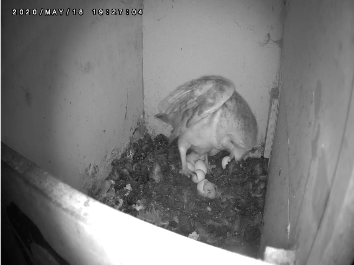 2nd Chick arrives – Wirral Barn Owl Trust