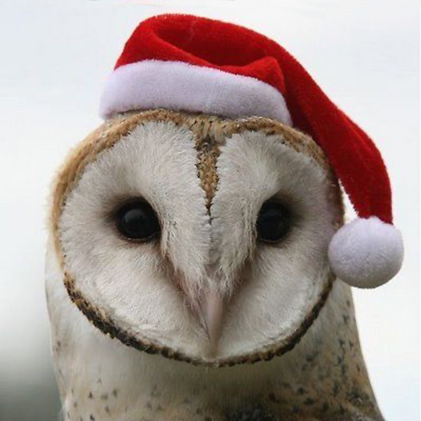 Christmas Greetings – Wirral Barn Owl Trust