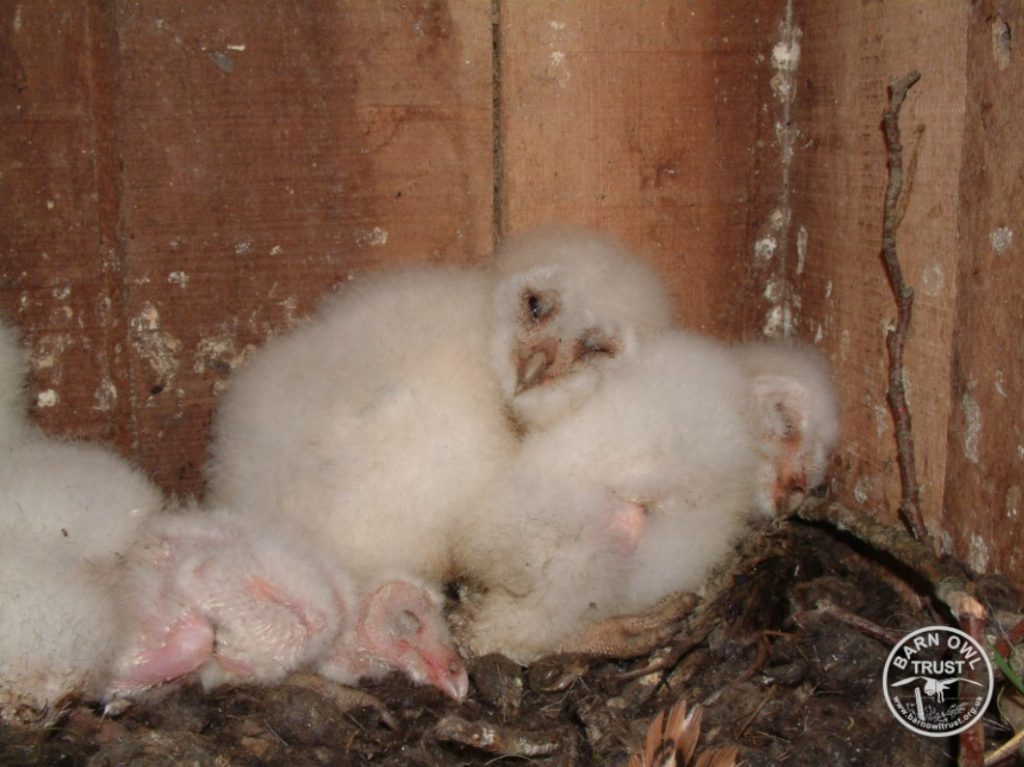 Breeding Cycle – Wirral Barn Owl Trust