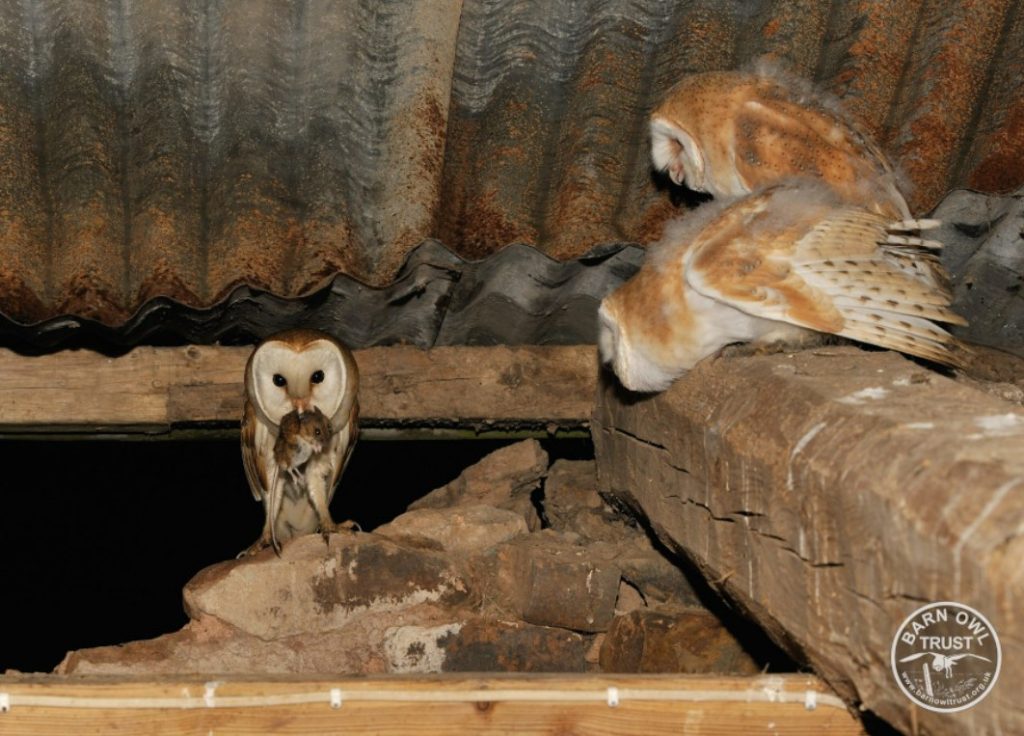 Breeding Cycle – Wirral Barn Owl Trust